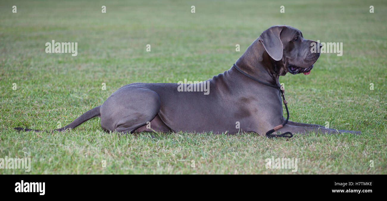 Purebred Great Dane laying on a grassy field Stock Photo - Alamy