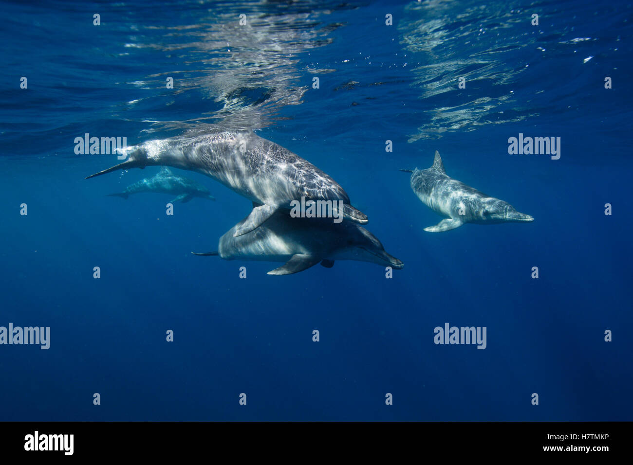 Indo-Pacific Bottlenose Dolphin (Tursipos aduncus) pod underwater ...