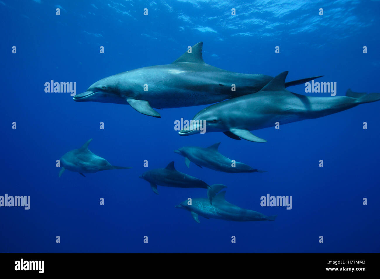 Indo-Pacific Bottlenose Dolphin (Tursipos aduncus) pod, Ogasawara ...