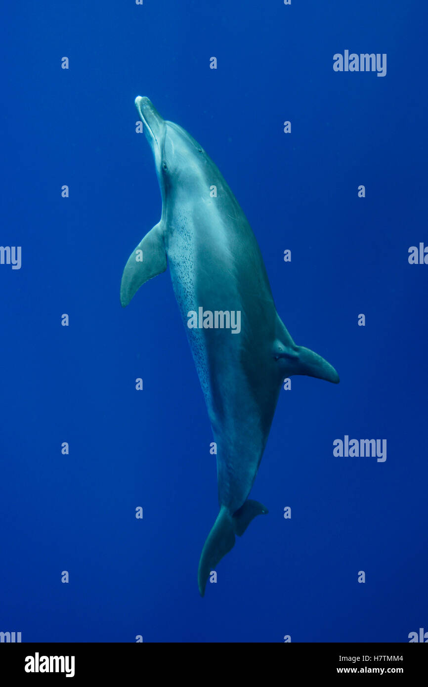 Indo-Pacific Bottlenose Dolphin (Tursipos aduncus) swimming towards ...