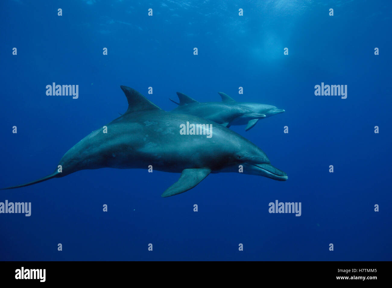 Indo-Pacific Bottlenose Dolphin (Tursipos aduncus) trio, Ogasawara ...
