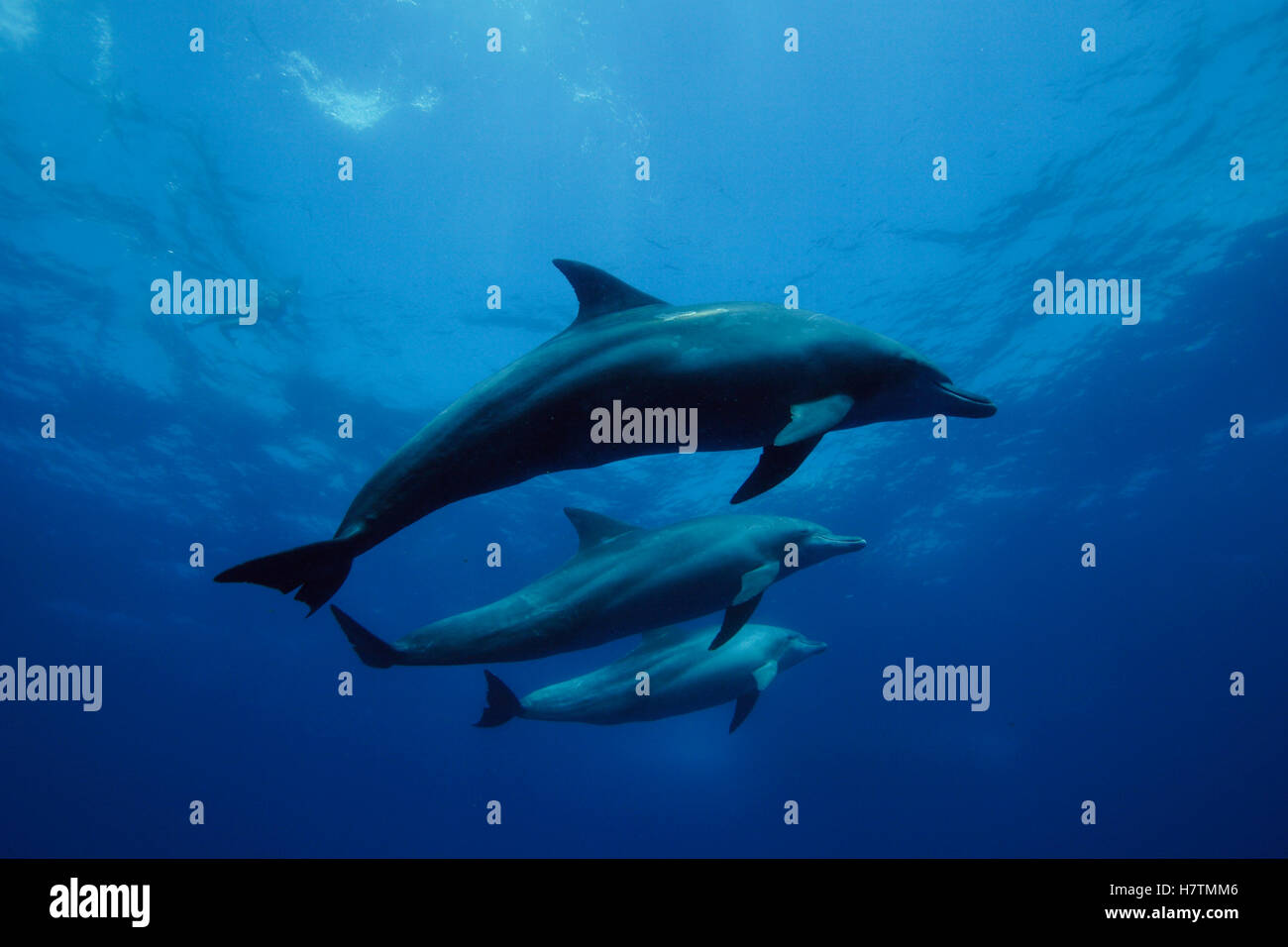 Indo-Pacific Bottlenose Dolphin (Tursipos aduncus) trio near surface ...