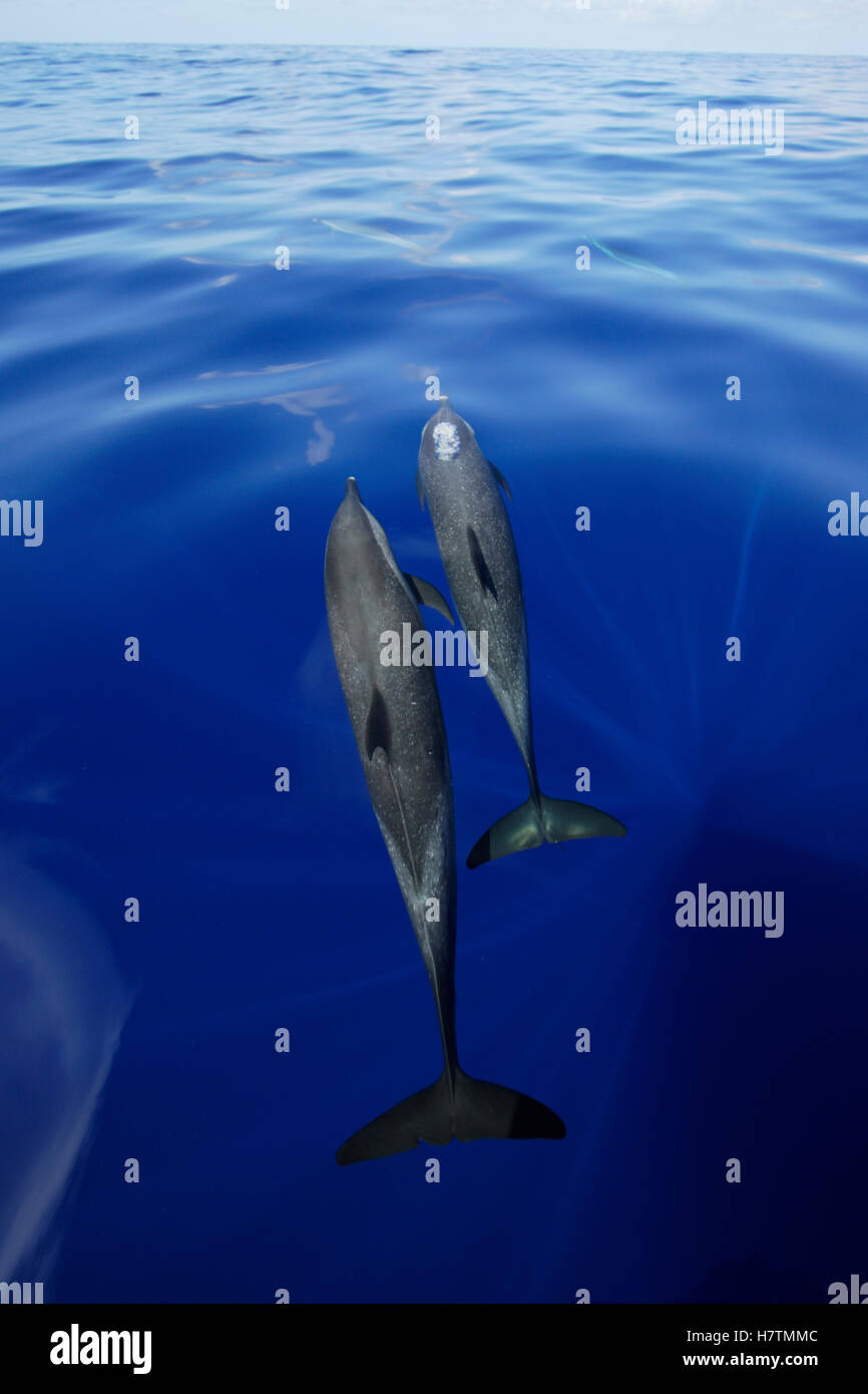 Pantropical Spotted Dolphin (Stenella attenuata) pair, Ogasawara Island ...