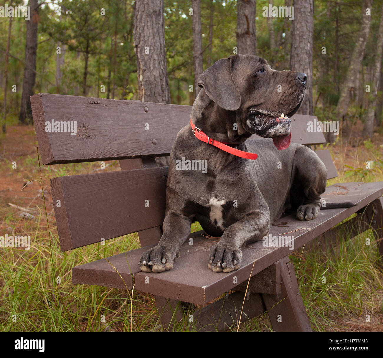 Purebred Great Dane waiting on a bench in a forest Stock Photo - Alamy