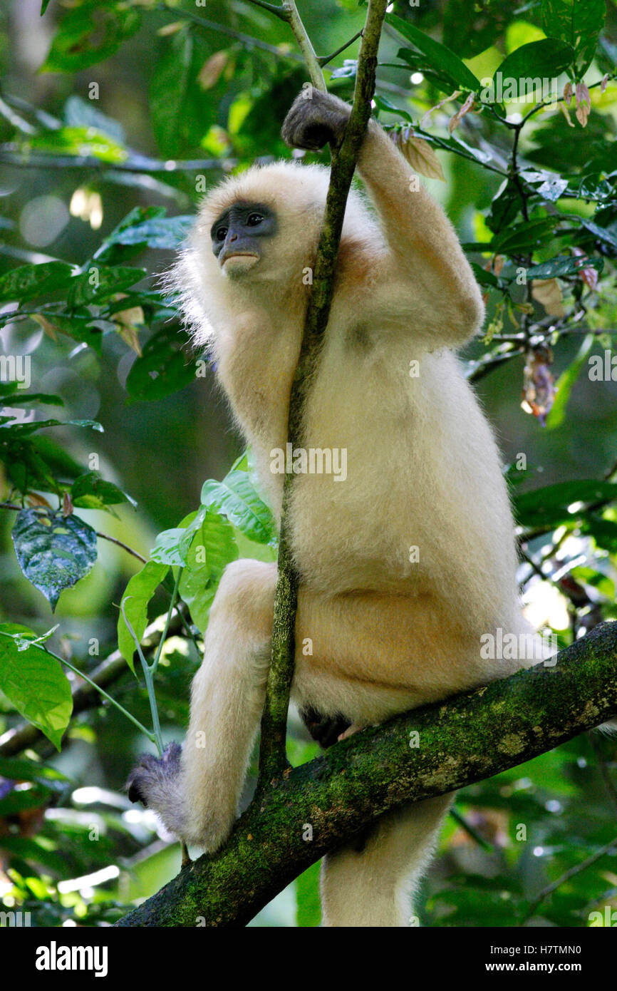 Red Leaf Monkey (Presbytis rubicunda), Borneo, Malaysia Stock Photo - Alamy