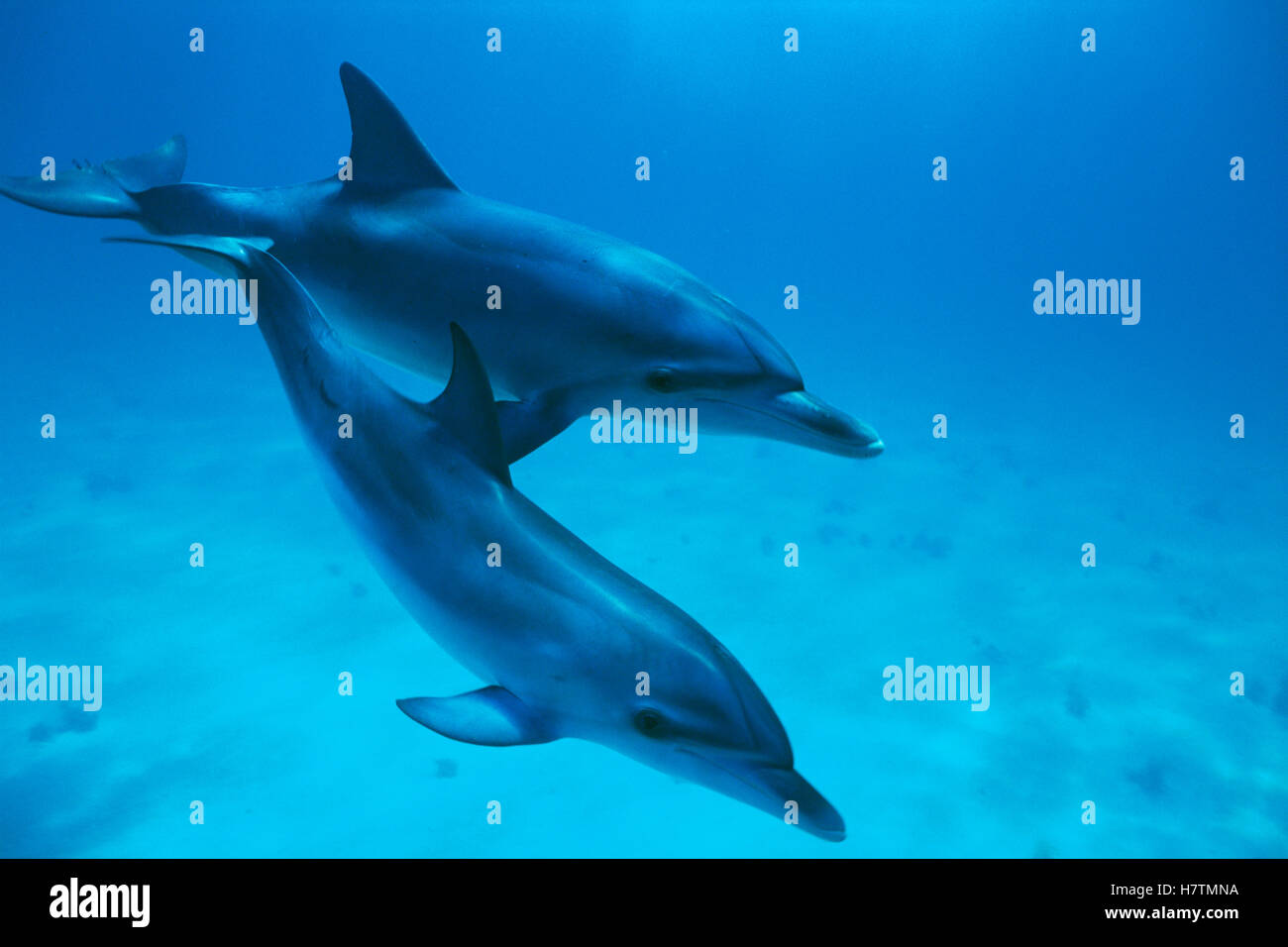 Atlantic Spotted Dolphin (Stenella frontalis) pair, Bahamas, Caribbean ...