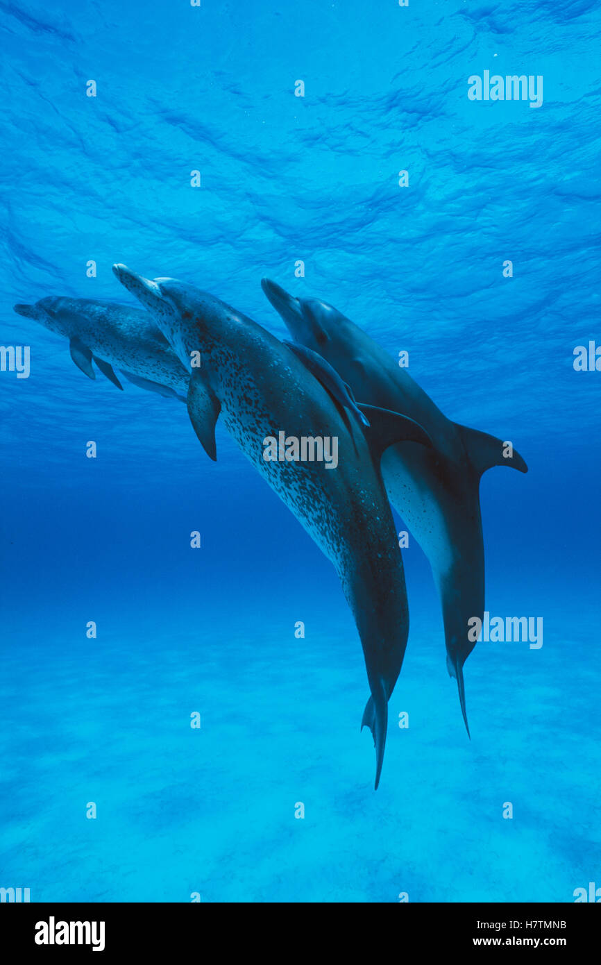 Atlantic Spotted Dolphin (Stenella frontalis) trio, Bahamas, Caribbean ...