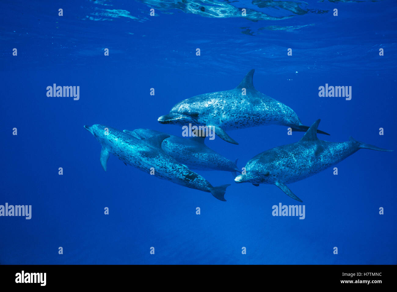 Atlantic Spotted Dolphin (Stenella frontalis) group, Bahamas, Caribbean ...