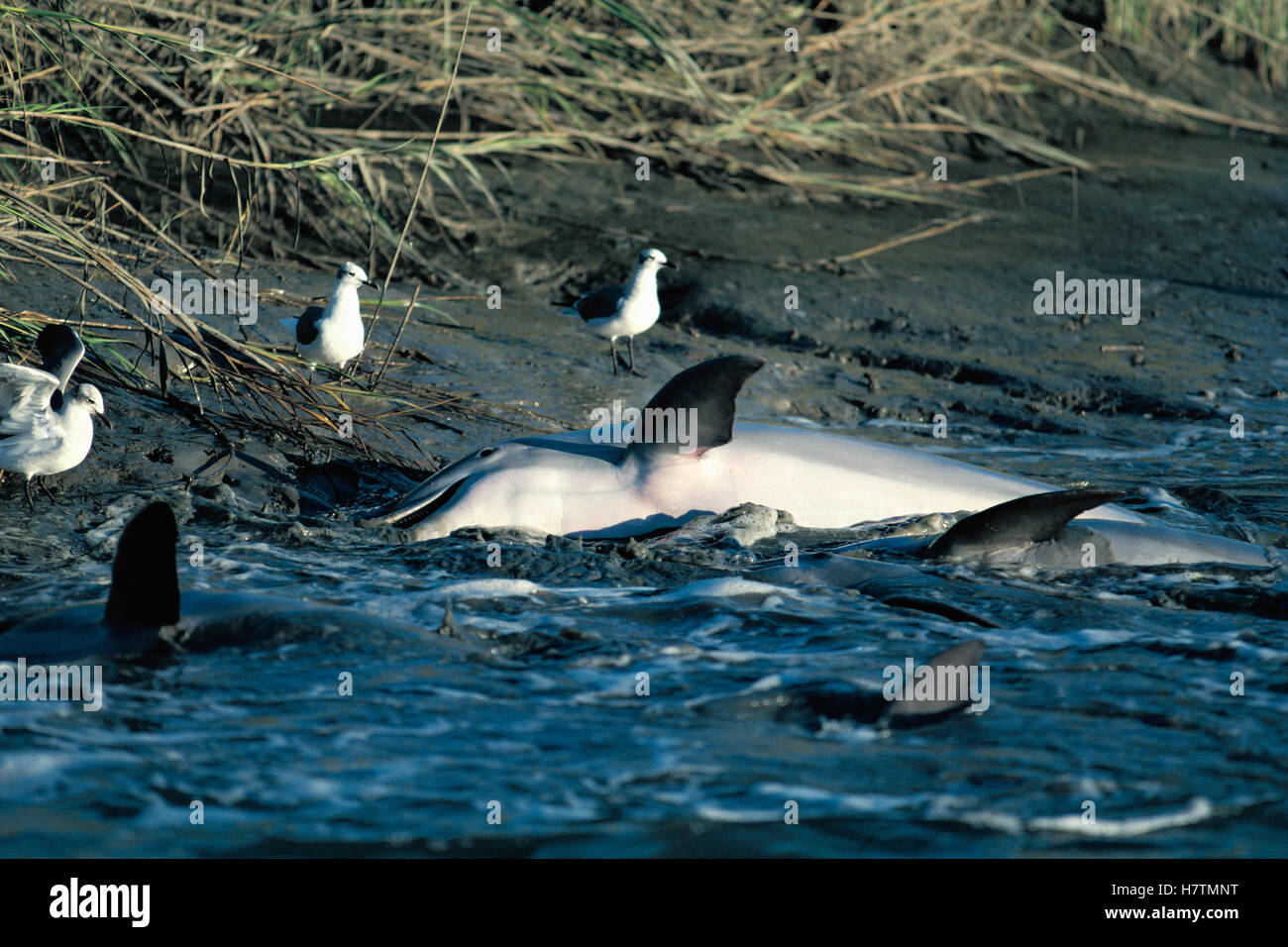 Bottlenose Dolphin (Tursiops truncatus) pod strand feeding, where they drive the fish onto mud ...