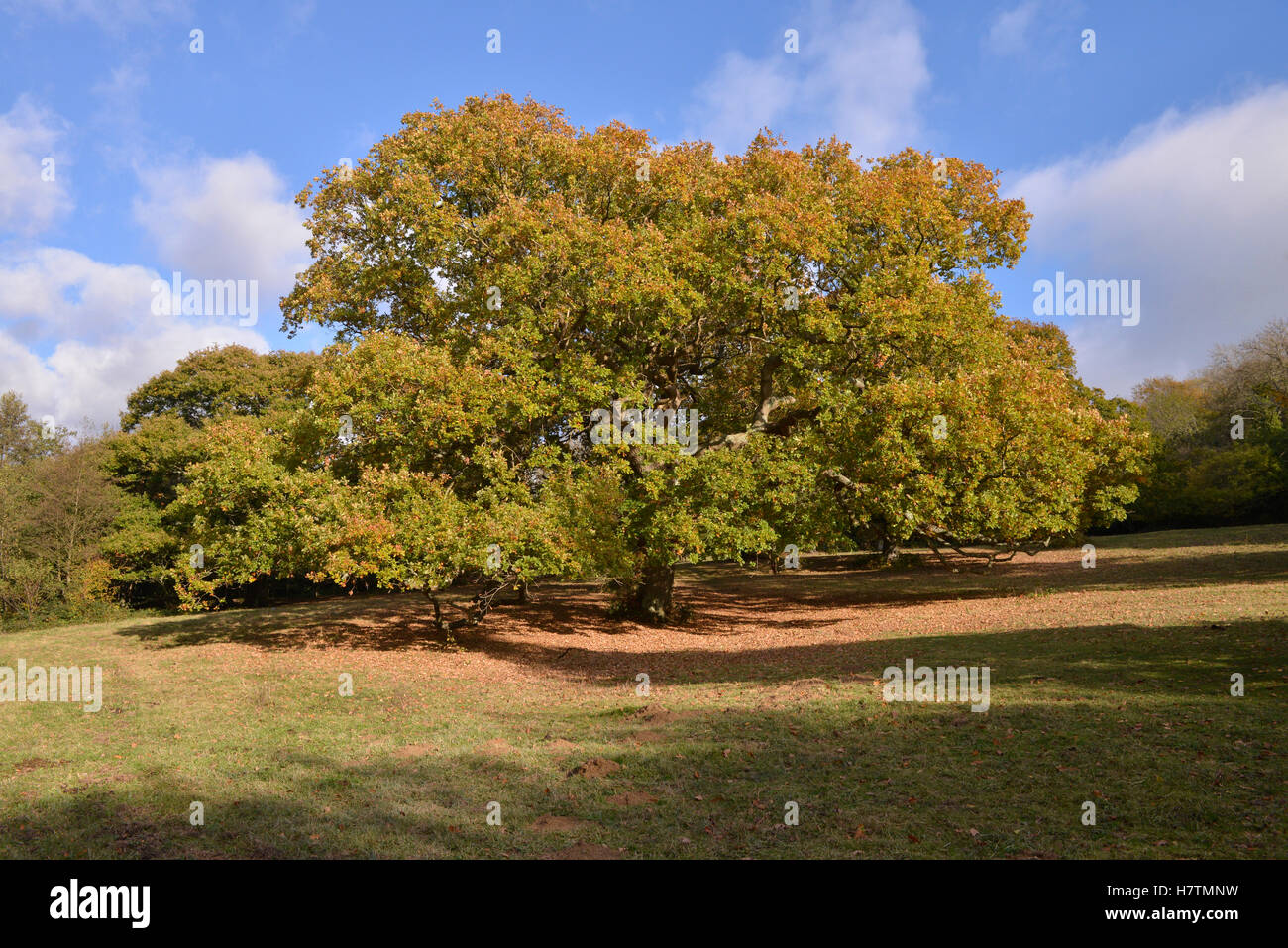 Tree st helen's hi-res stock photography and images - Alamy