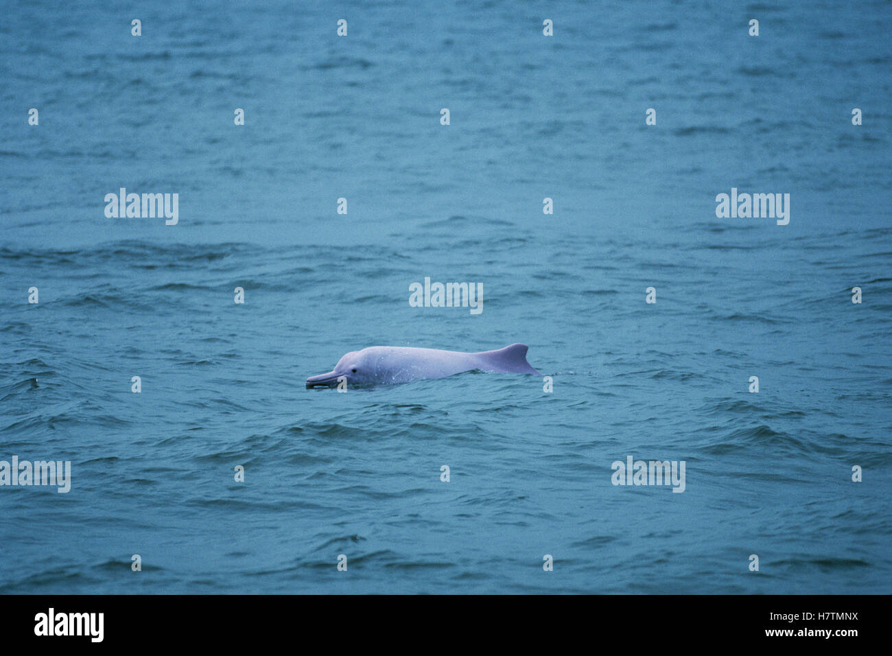 Indo-Pacific Bottlenose Dolphin (Tursiops aduncus) surfacing, Hong Kong ...