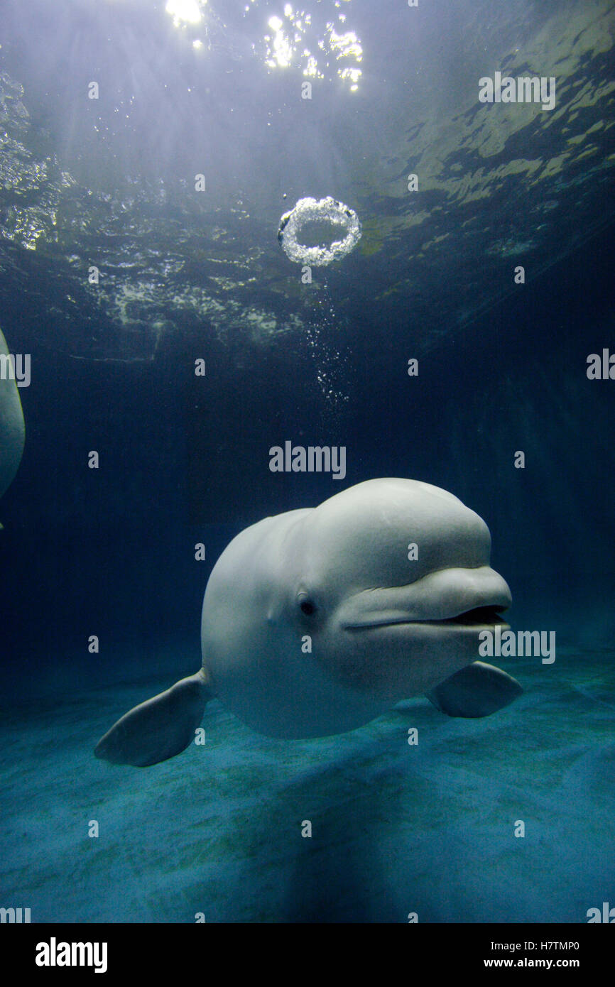 Beluga (Delphinapterus leucas) whale blowing a toroidal bubble ring ...