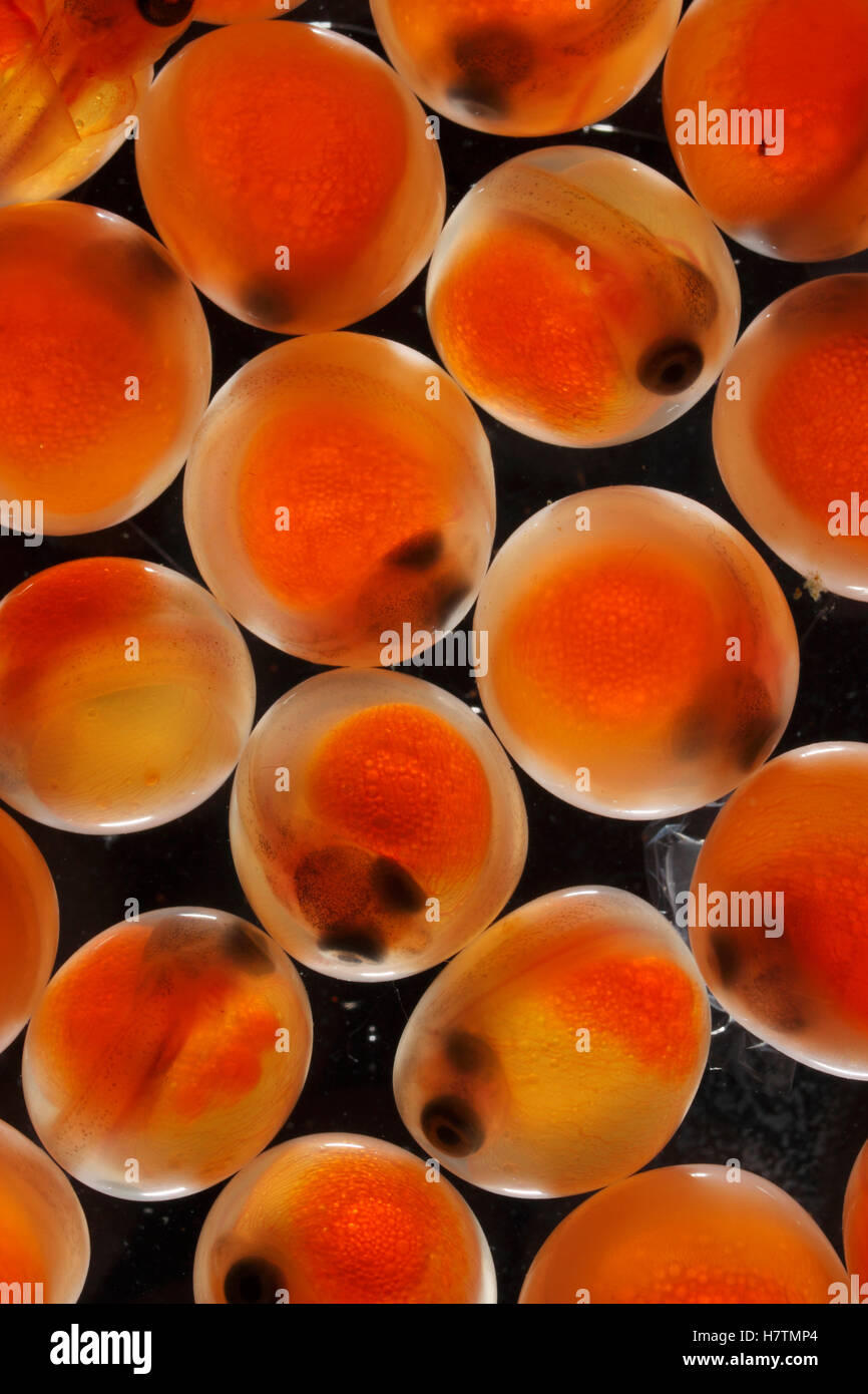 Chum Salmon (Oncorhynchus keta) eggs, native to the Pacific Ocean Stock ...