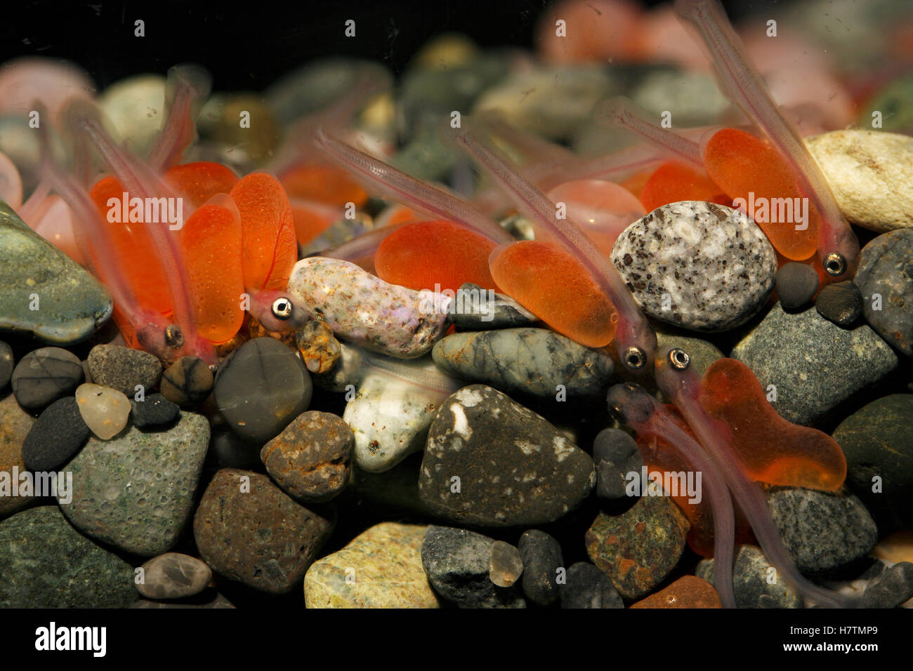 Chum Salmon (Oncorhynchus keta) alevins, native to the Pacific Ocean ...