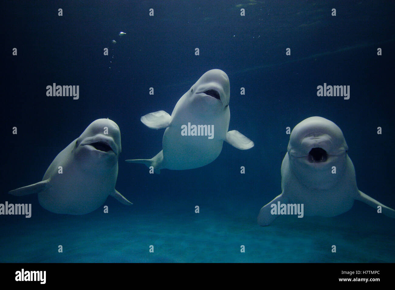 Beluga (Delphinapterus leucas) whale trio calling, vulnerable, Shimane ...