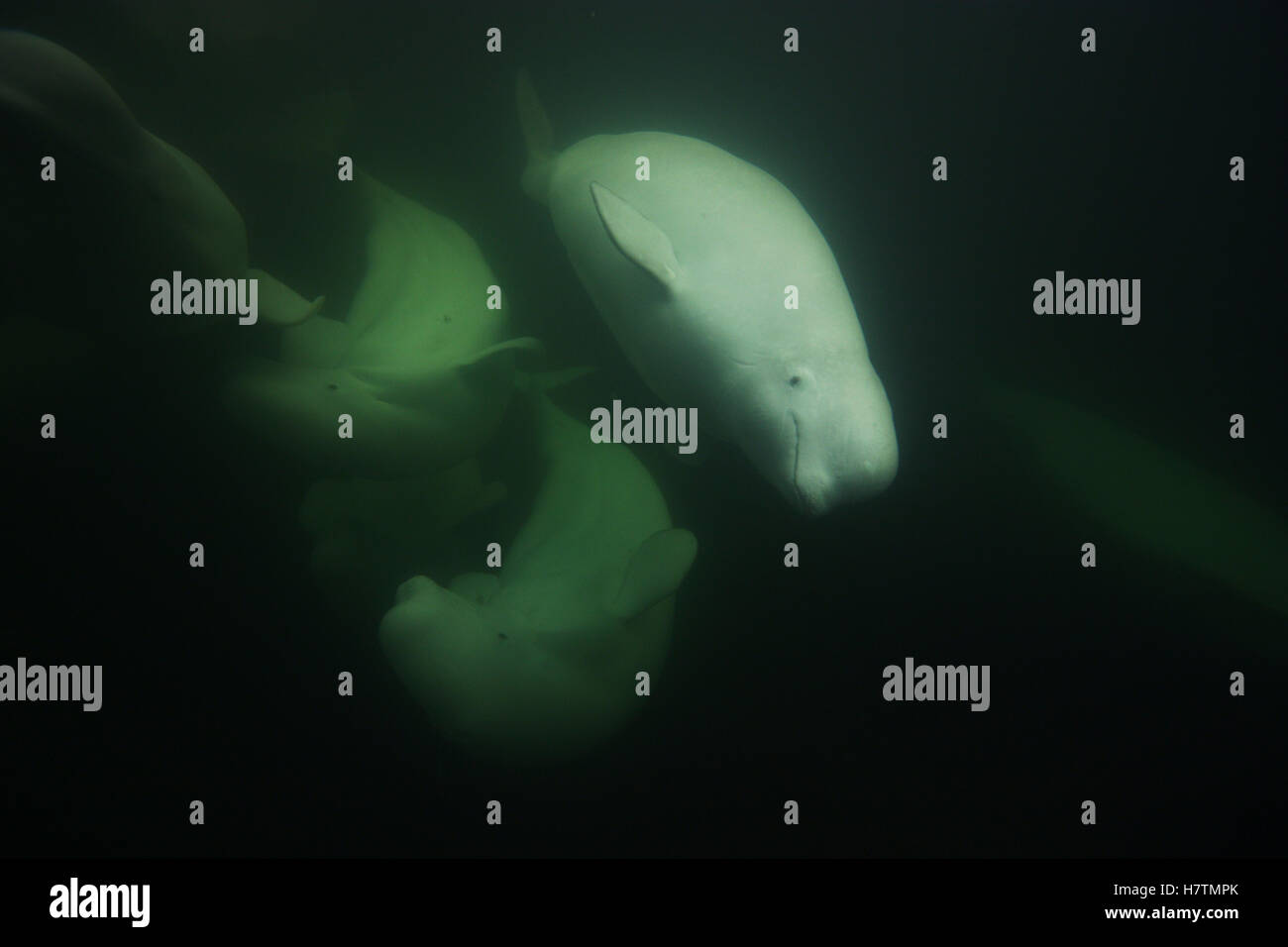 Beluga (Delphinapterus leucas) trio swimming, Churchill, Manitoba ...
