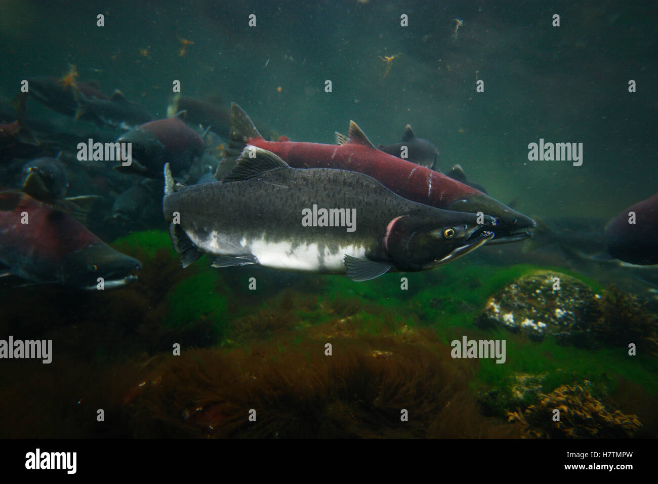 Pink Salmon (Oncorhynchus gorbuscha) in breeding coloration, Prince ...
