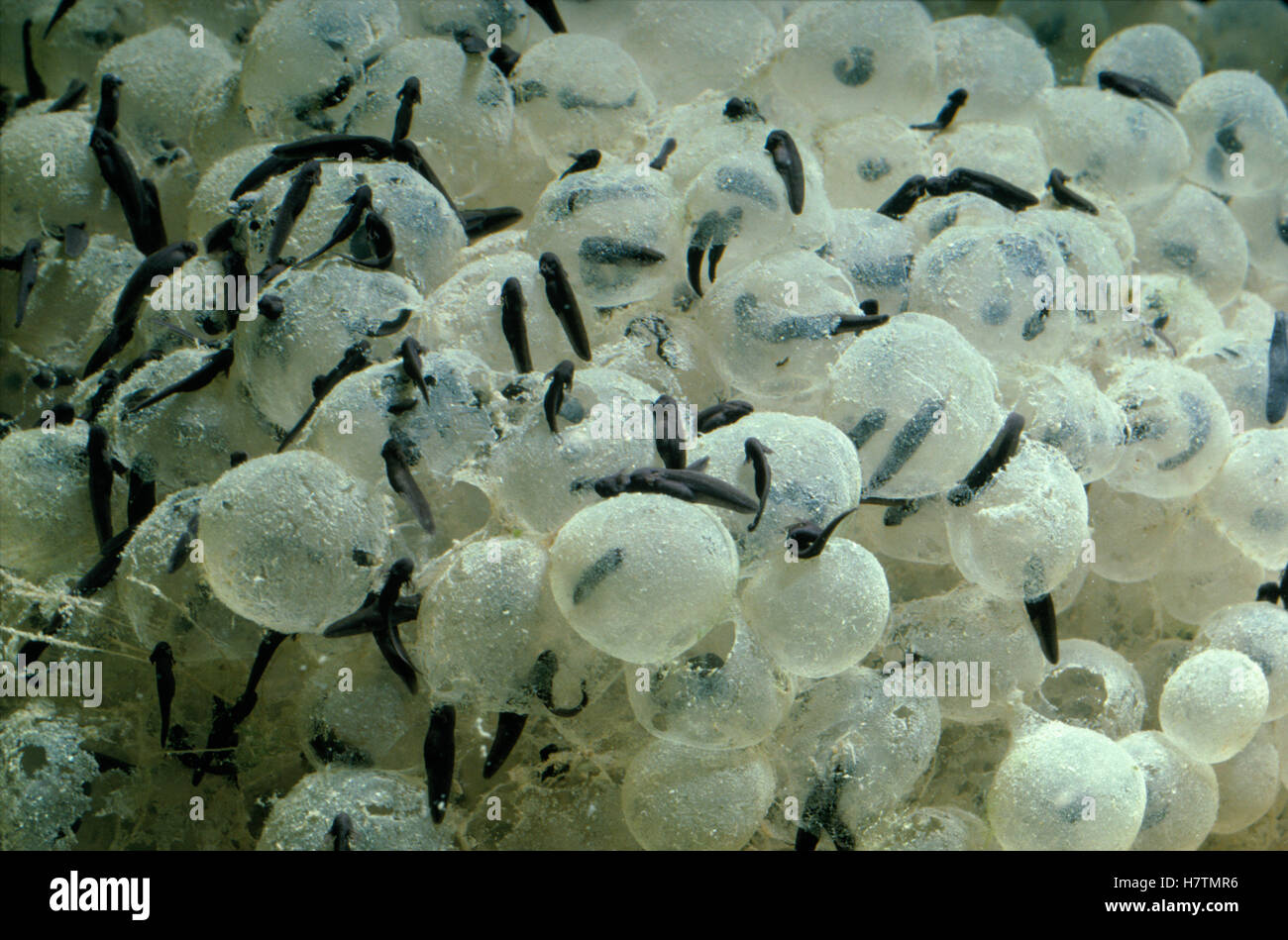 Common Frog (Rana temporaria) one day old pollywogs and eggs, Europe Stock Photo - Alamy