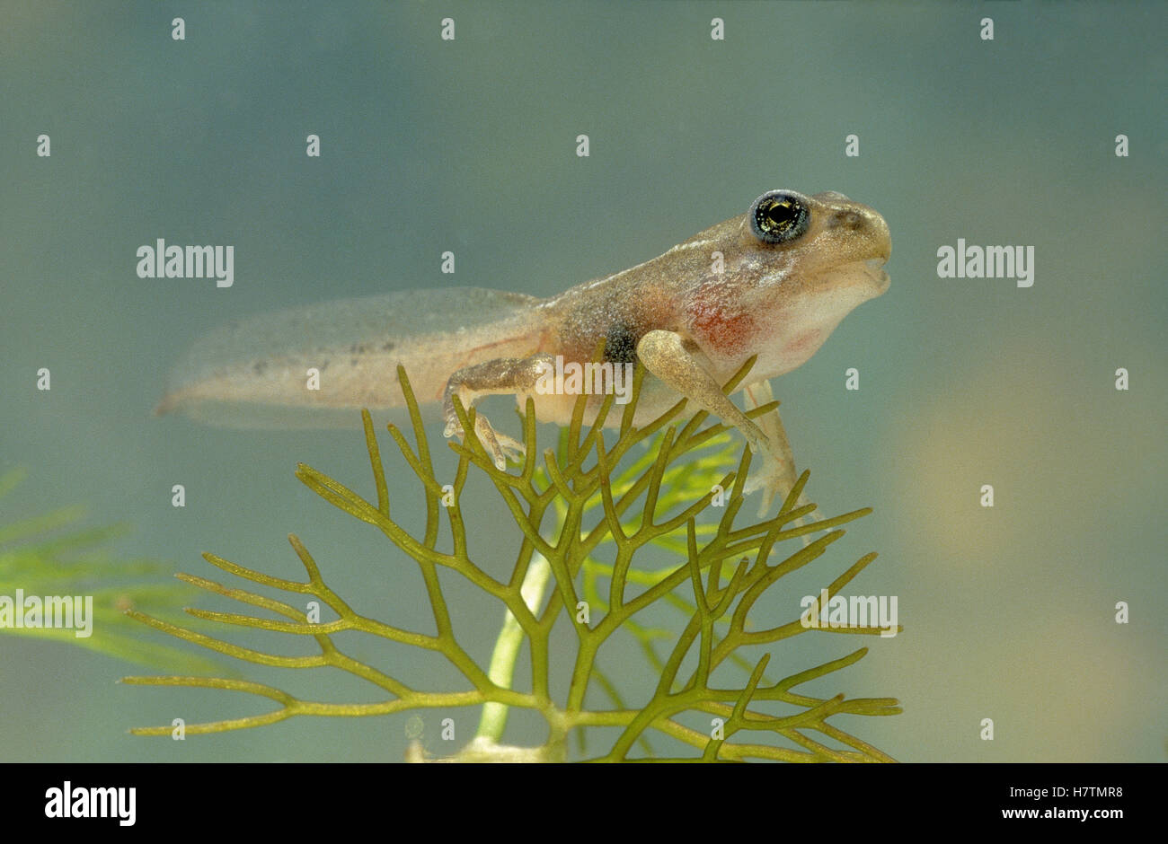Common Frog (Rana temporaria) tadpole underwater, western Europe Stock ...