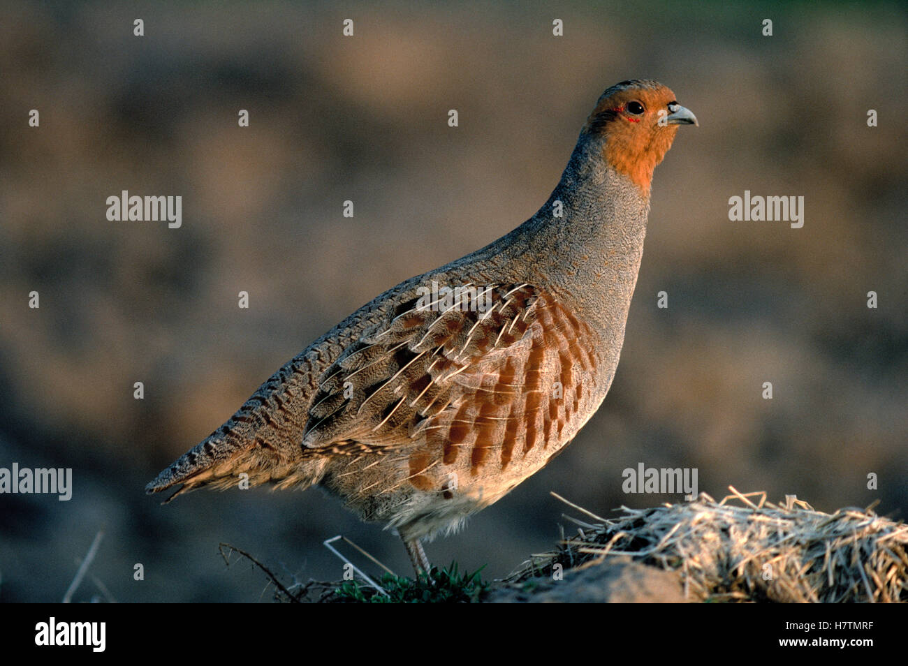 European Partridge (Perdix perdix), Europe Stock Photo - Alamy