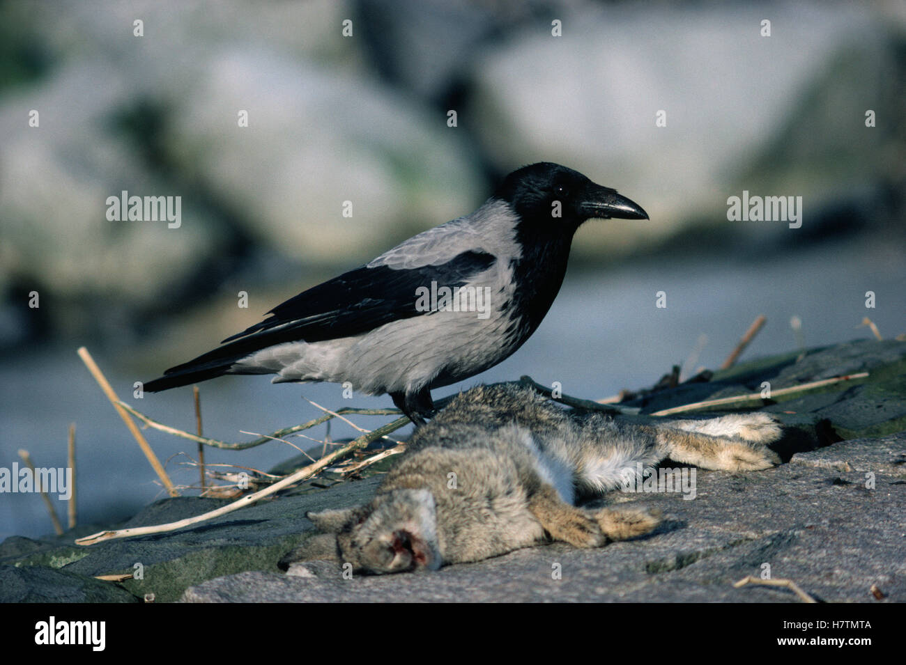 Hooded Crow (Corvus cornix) feeding on dead rabbit, Europe Stock Photo ...