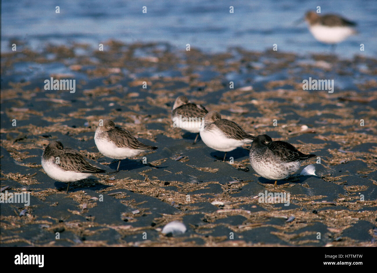 Purple Sandpiper (Calidris maritima) flock sleeping, Europe Stock Photo ...