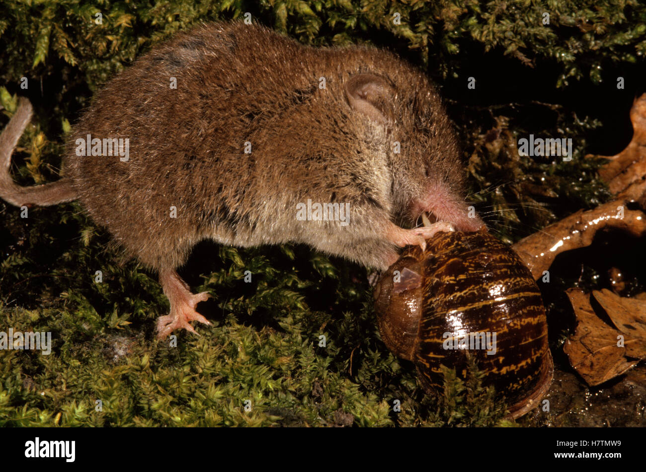 Bicolor White-toothed Shrew (Crocidura leucodon) eating a snail, Europe ...