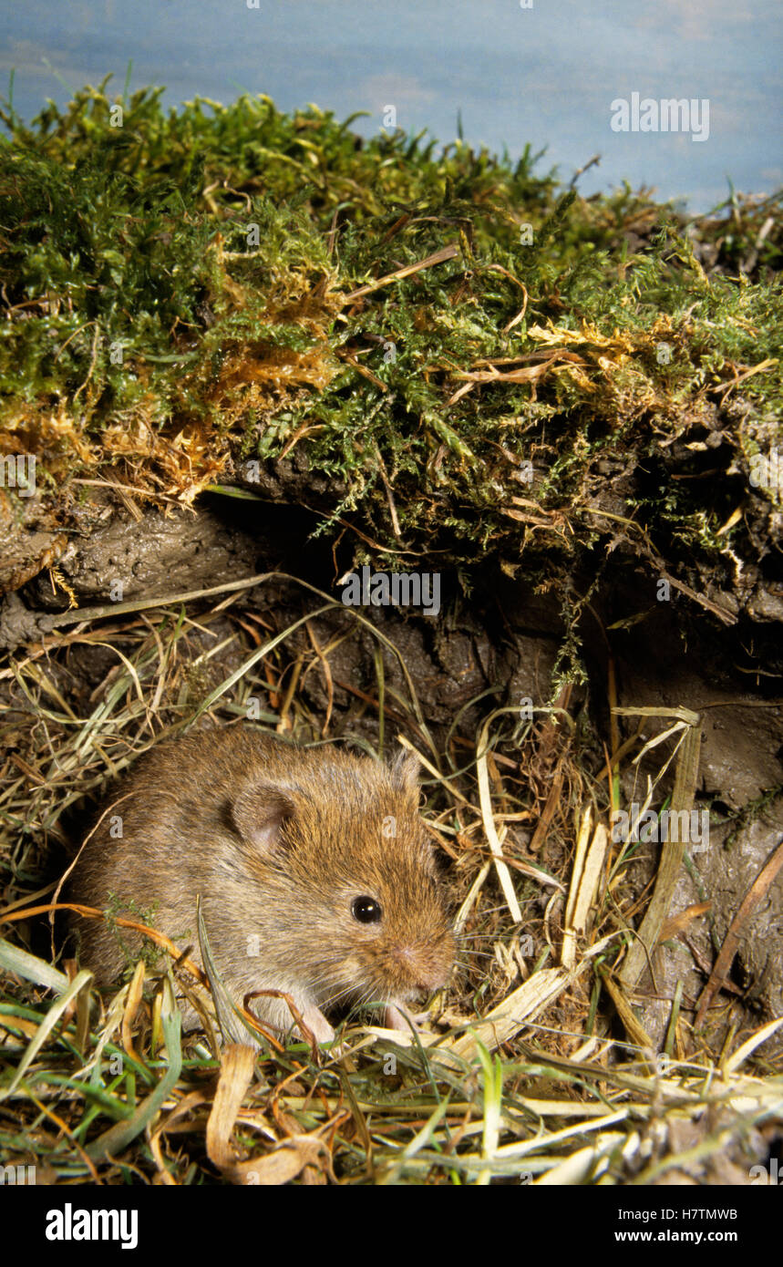 Common Vole (Microtus arvalis) adult in its burrow, Europe Stock Photo ...