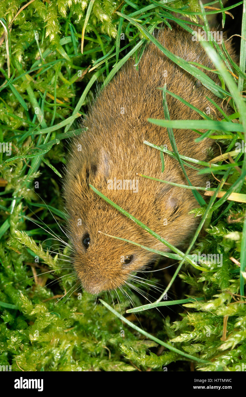 Common Vole (Microtus arvalis) adult on forest floor, Europe Stock ...