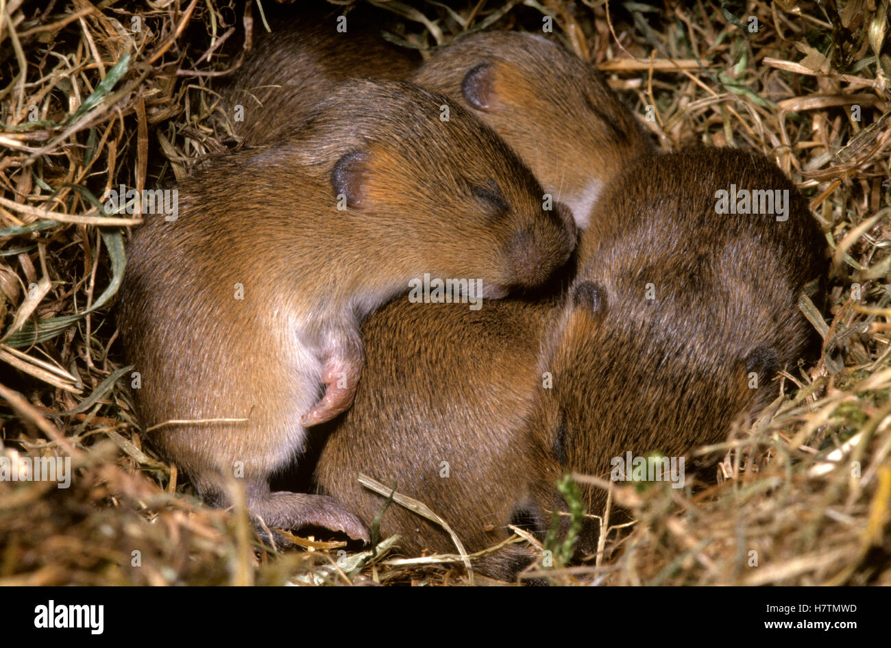 Common Vole (Microtus arvalis) babies sleeping together in nest, Europe ...