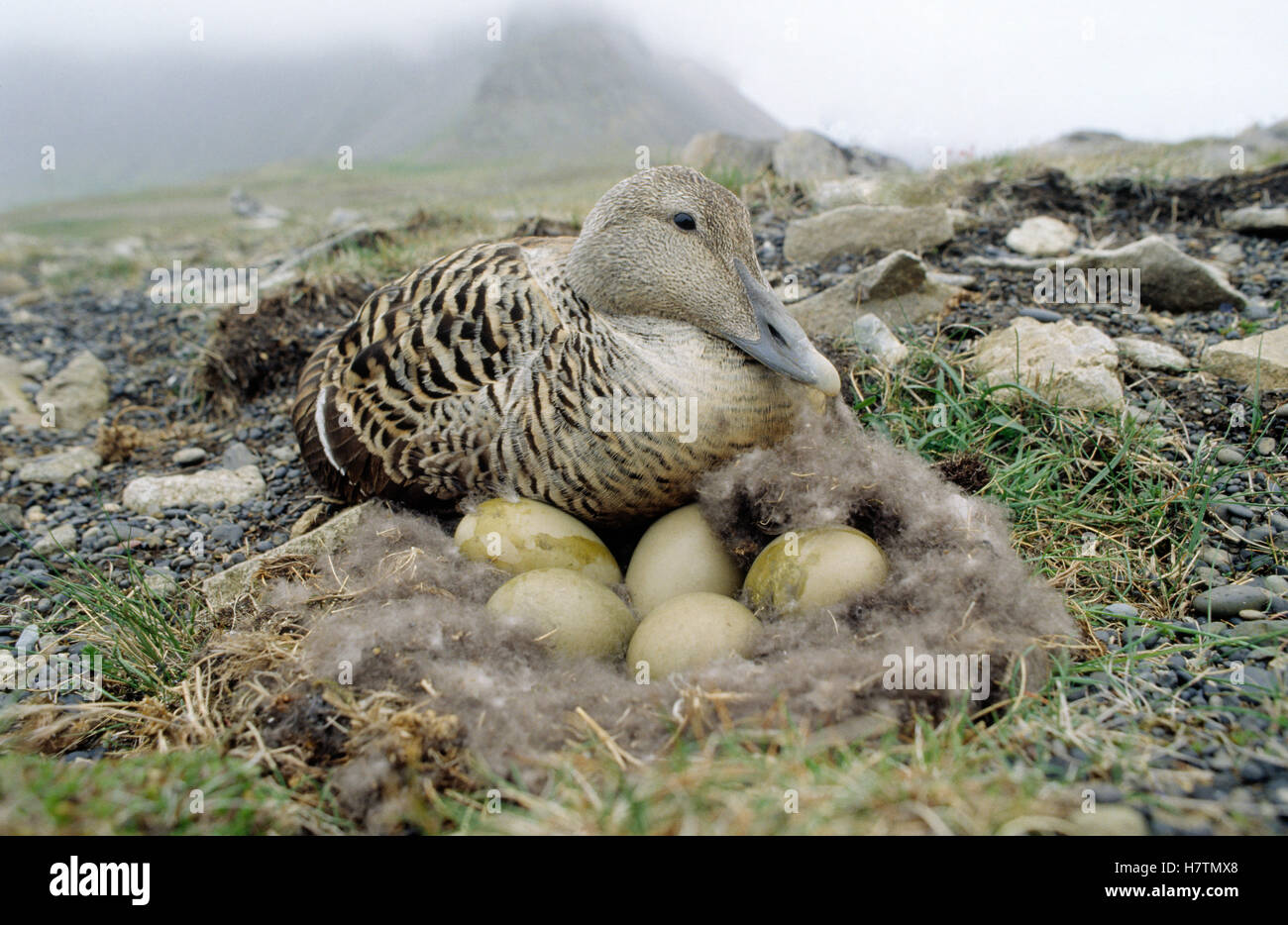 Common Eider (Somateria mollissima) adult female at down nest with eggs ...