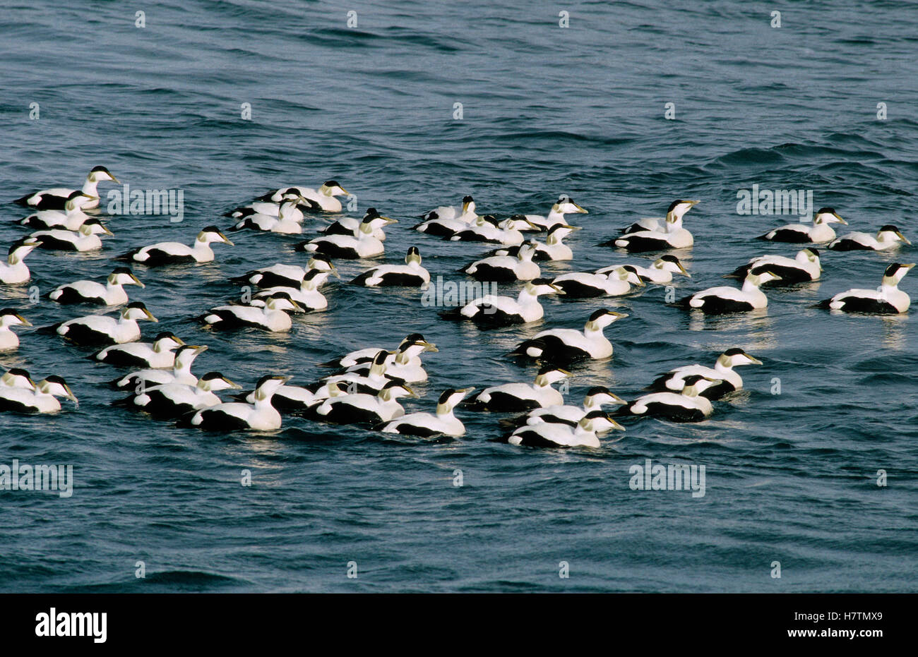 Common Eider (Somateria mollissima) flock on water, Europe Stock Photo ...