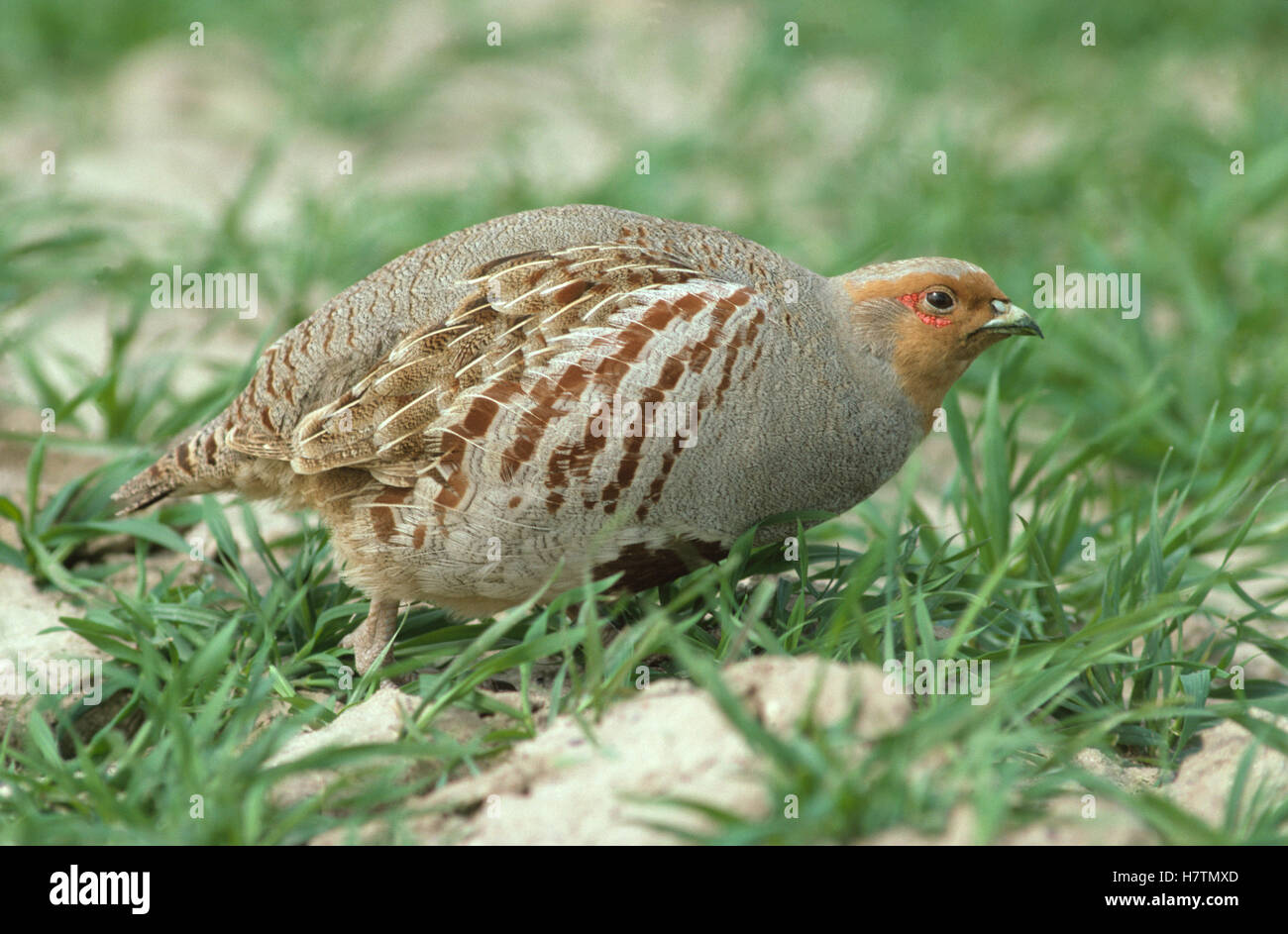 European Partridge (Perdix perdix) adult, Europe Stock Photo - Alamy