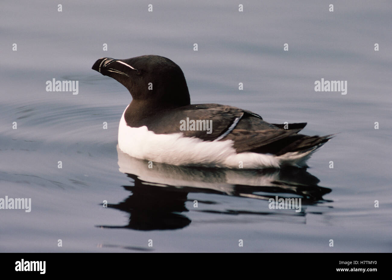 Razorbill (Alca torda) adult swimming, Europe Stock Photo - Alamy