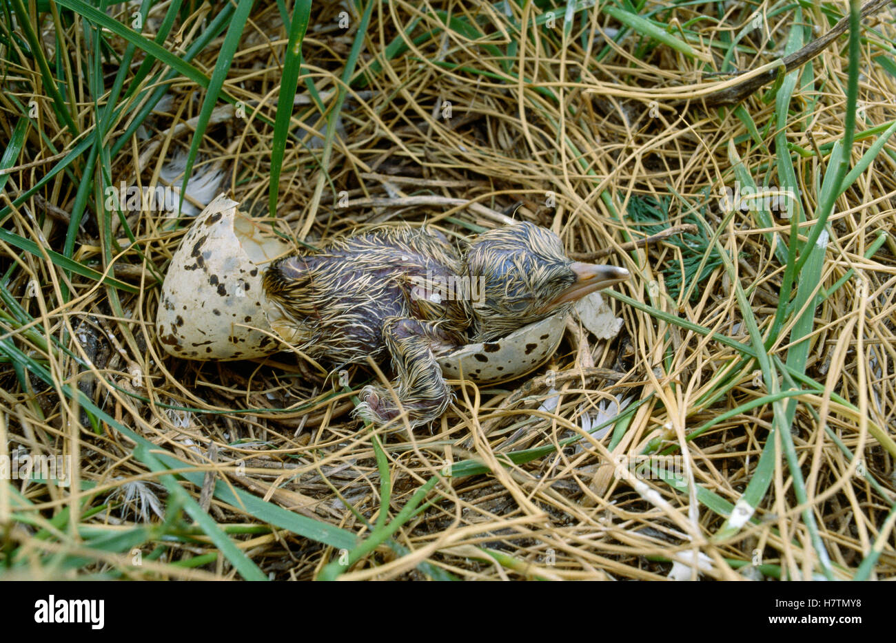 Sandwich Tern (Thalasseus sandvicensis) chick hatching from egg in nest ...
