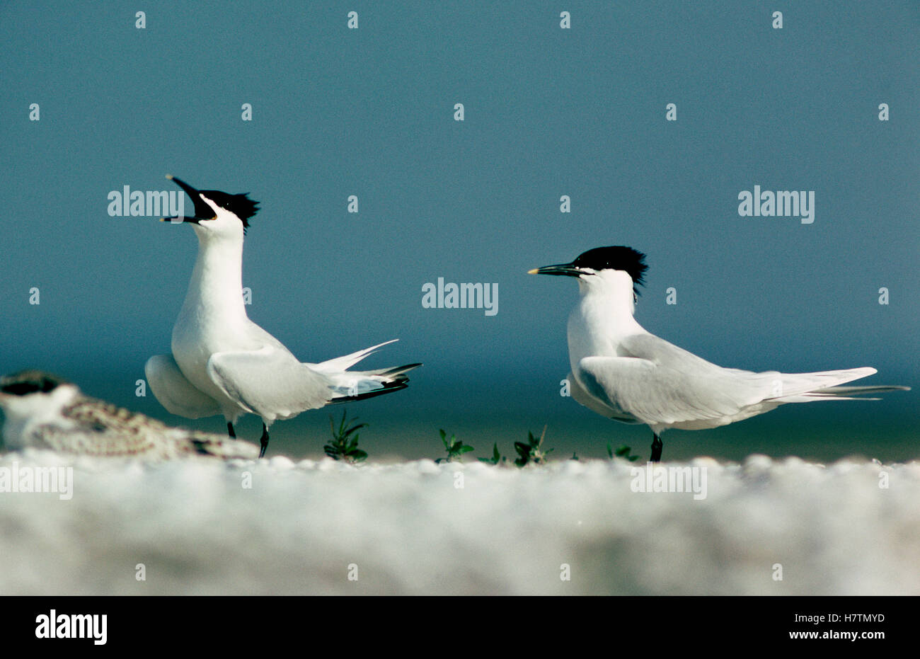 Sandwich Tern (Thalasseus sandvicensis) two adults with one calling ...