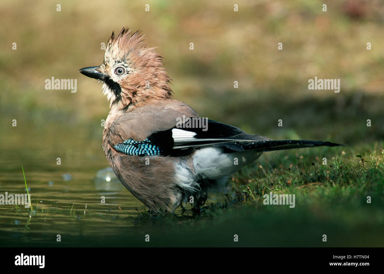 Eurasian Jay (Garrulus glandarius) adult with erect crest at water's edge, Europe Stock Photo ...