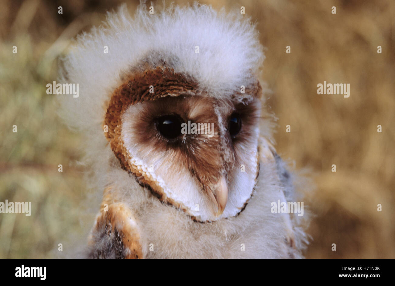 Barn Owl (Tyto alba) portrait of chick with downy feathers, Europe ...