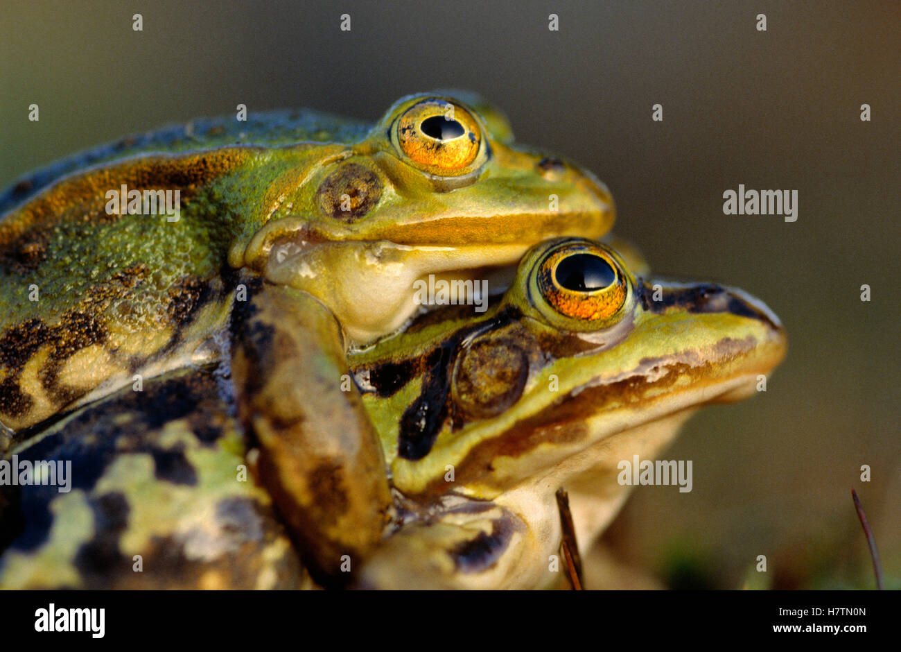 Edible Frog (Rana esculenta) profile of pair mating, Europe Stock Photo ...