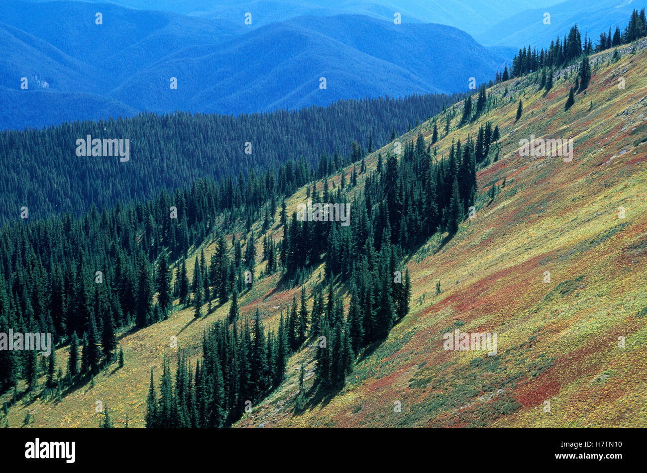 Alpine meadows and forest in Manning Provincial Park, British Columbia ...