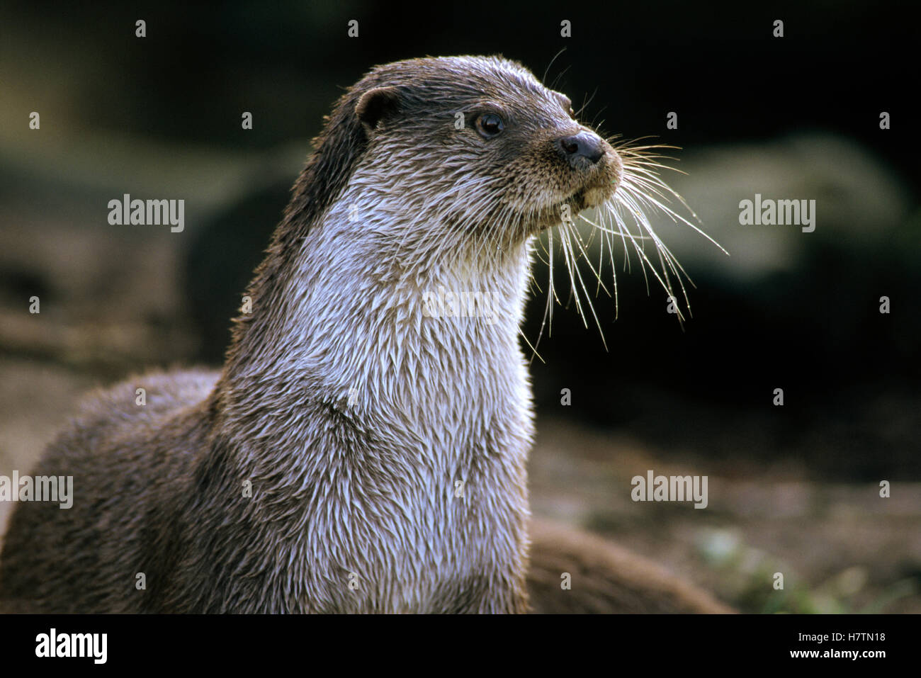 European River Otter (Lutra lutra) adult portrait, Europe Stock Photo ...