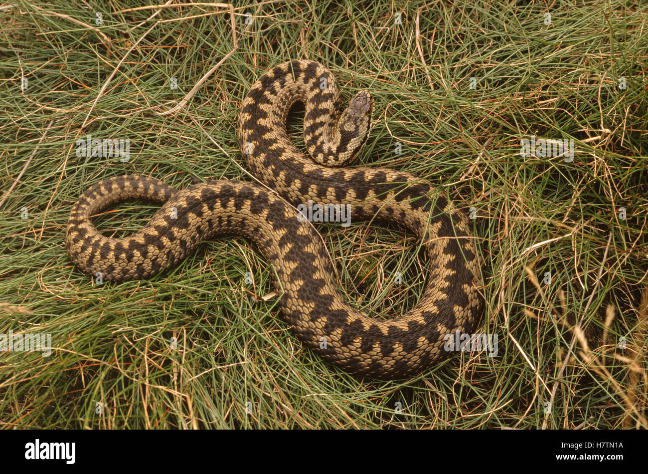 Common European Adder (Vipera berus) on grass, western Europe Stock ...
