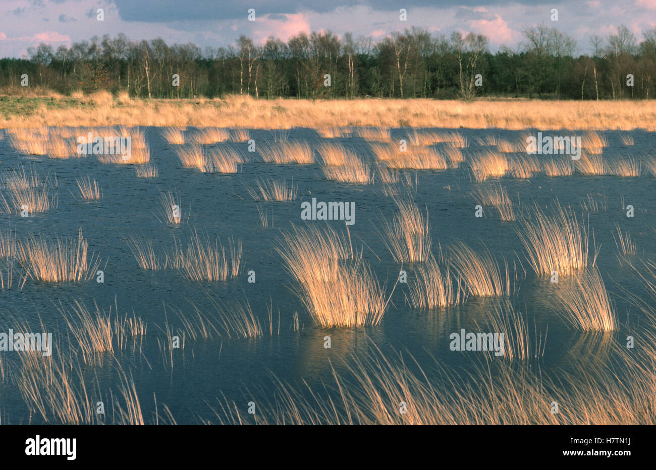 Wetland landscape, Heathlands, Netherlands Stock Photo - Alamy