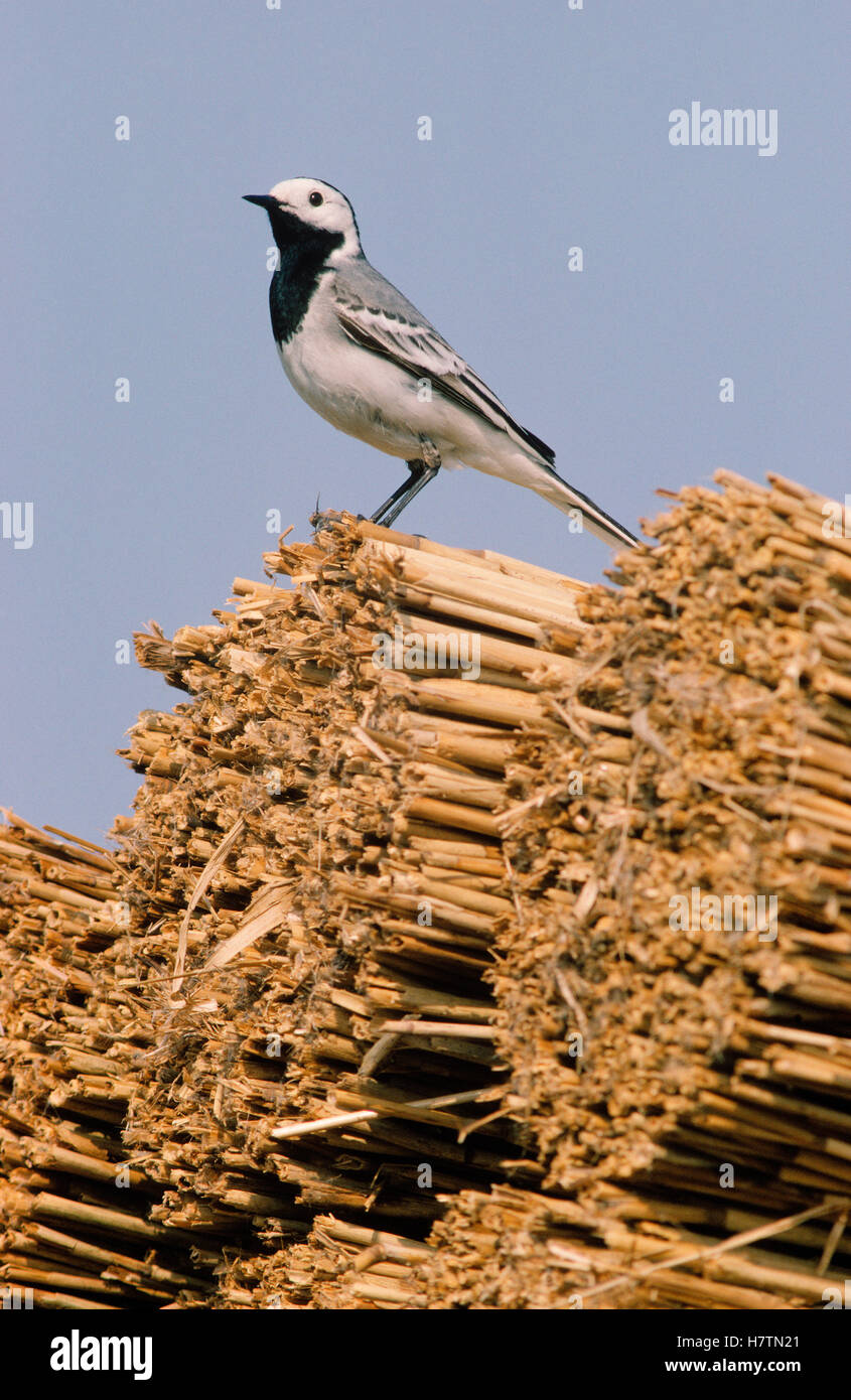White Wagtail (Motacilla alba) adult, Europe Stock Photo - Alamy