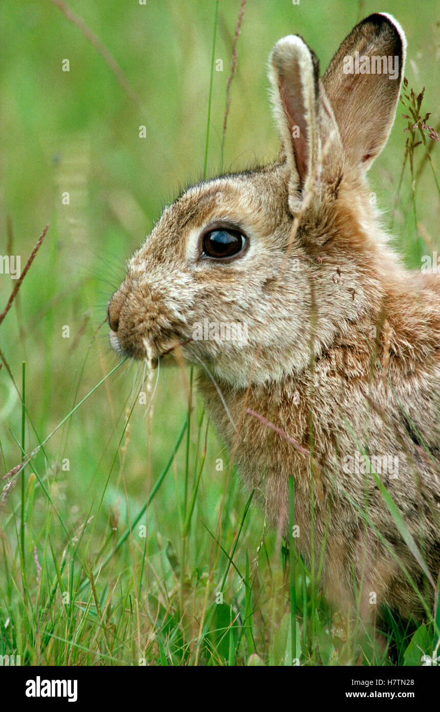 European Rabbit (Oryctolagus cuniculus) portrait in profile, Europe ...