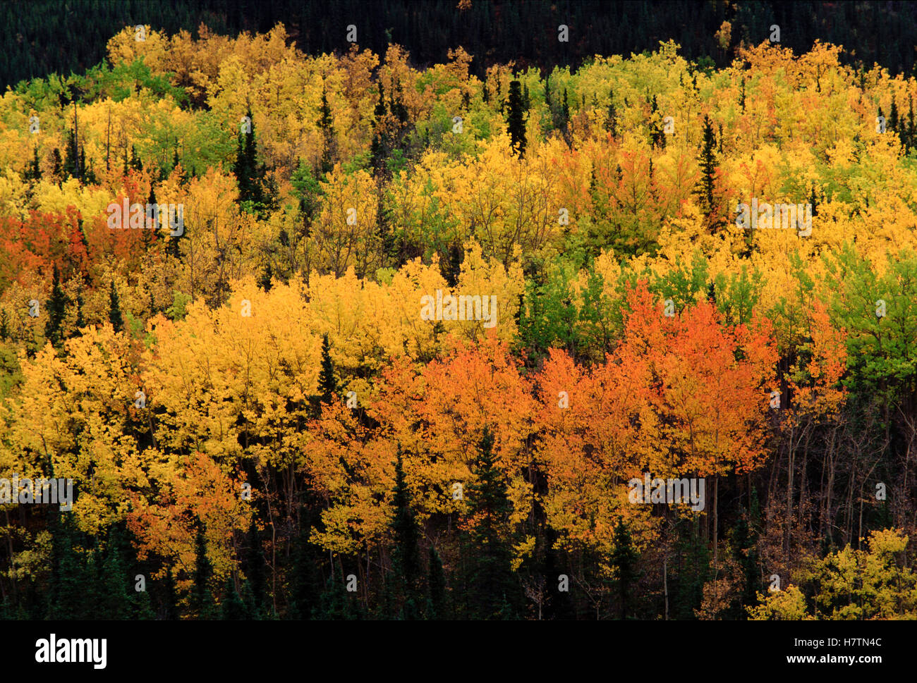 Trees in fall colors, autumn, Denali National Park and Preserve, Alaska ...