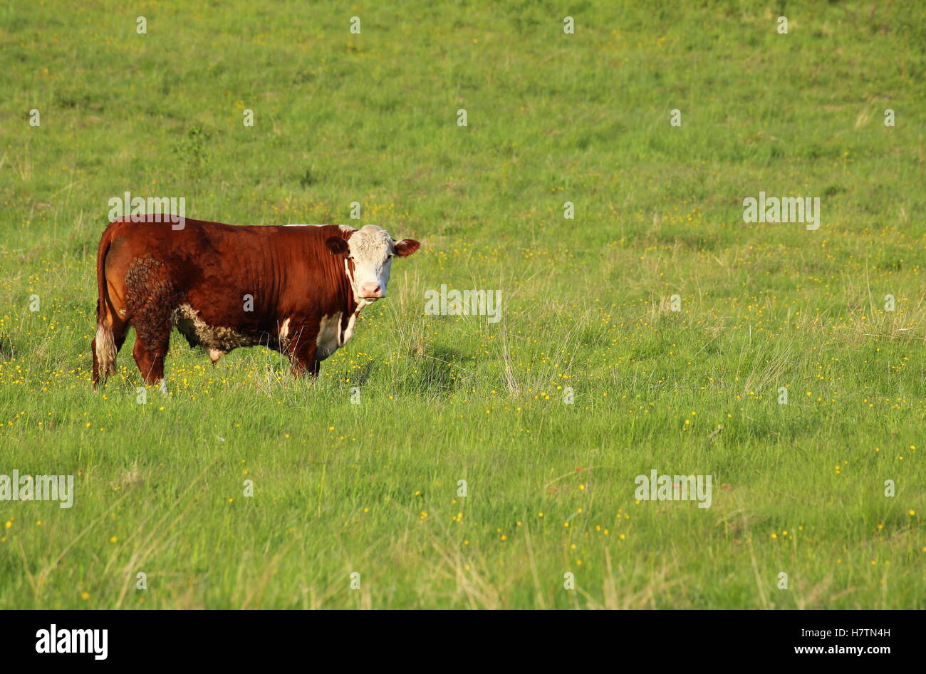 Fleckvieh bull standing on a meadow and watching Stock Photo - Alamy