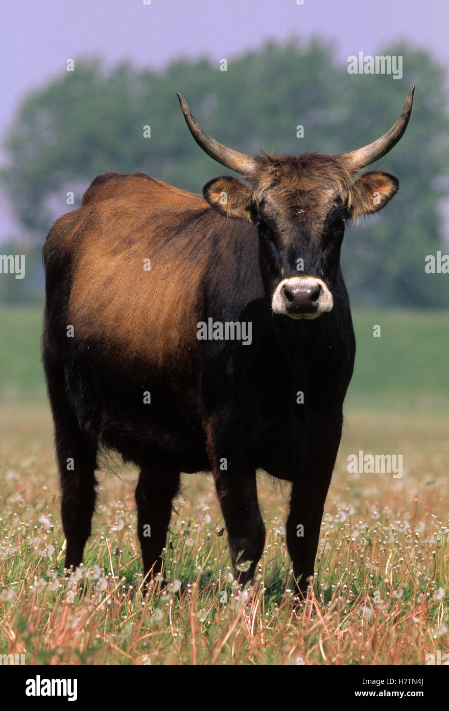 Domestic Cattle (Bos taurus) adult, Europe Stock Photo - Alamy
