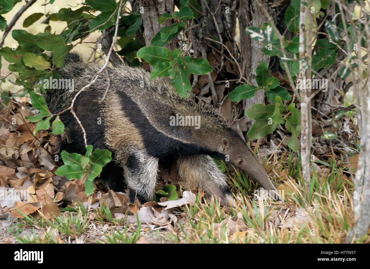 Giant Anteater (Myrmecophaga tridactyla) foraging, South America Stock ...