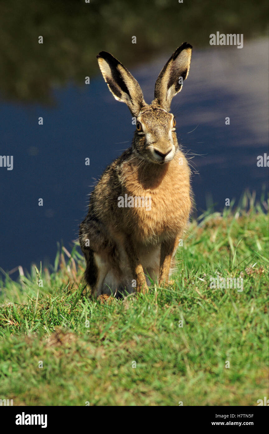 European Hare (Lepus europaeus) in grass near water, Europe Stock Photo ...